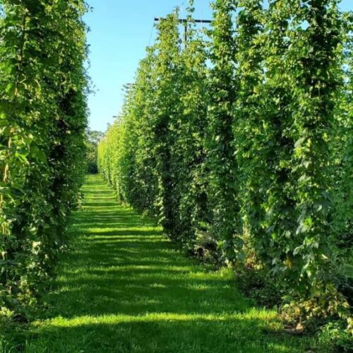 Centennial Hops - Prairie Mountain Hops