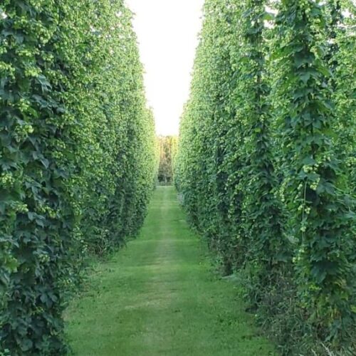 Nugget - Prairie Mountain Hops